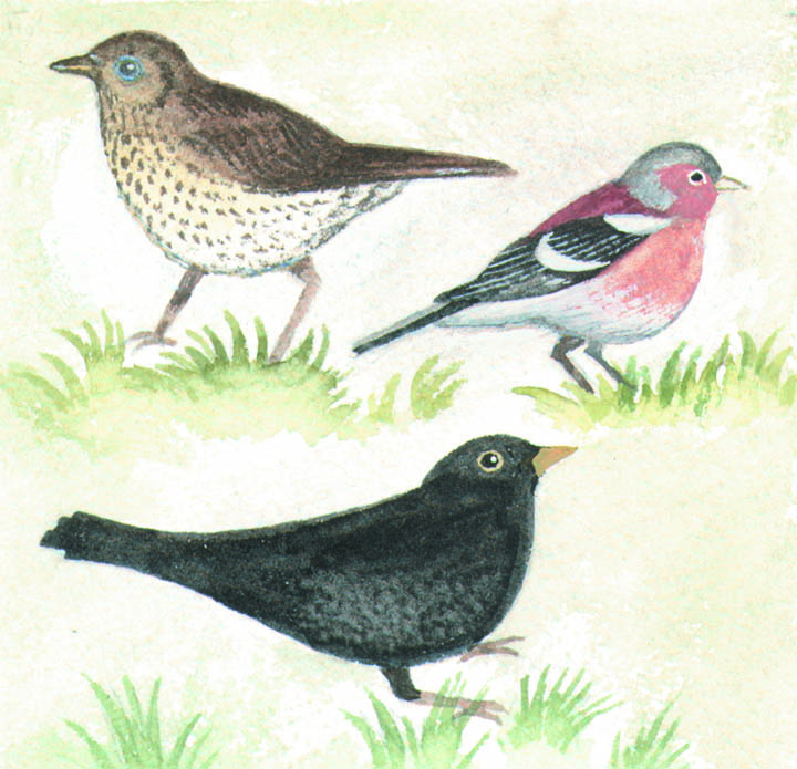 Illustration | Interpretive design and consultancy