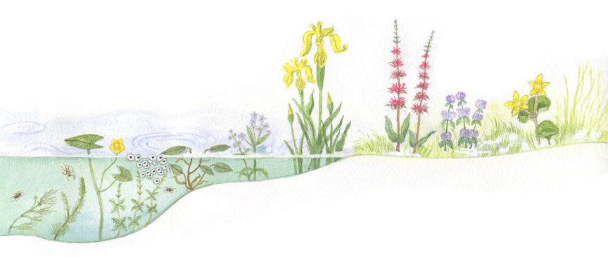 Illustration | Interpretive design and consultancy